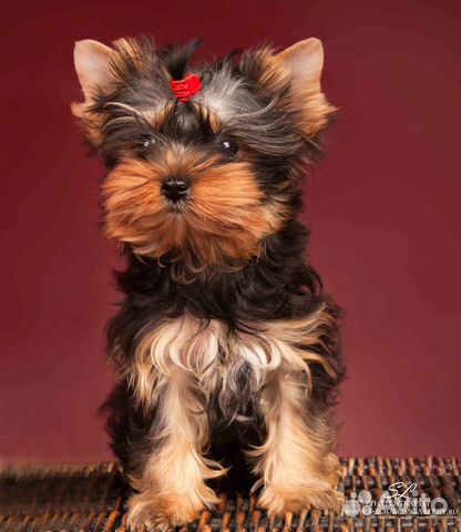 Йорки, щенки