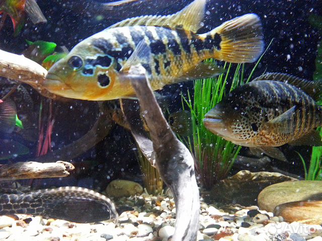 Индийский нож, мотагуанская, хромис, пецилии