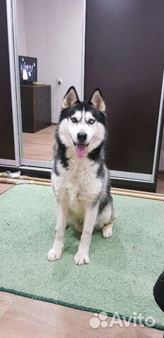 Сибирская хаски