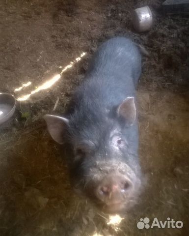 Кабан на племя