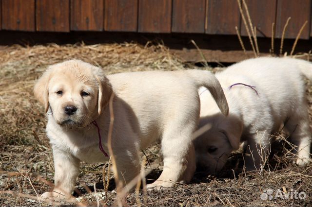 Щенки лабрадора белые медведи