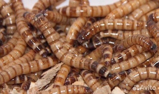 Зофобас, Сверчок, Таракан / Кормовые насекомые