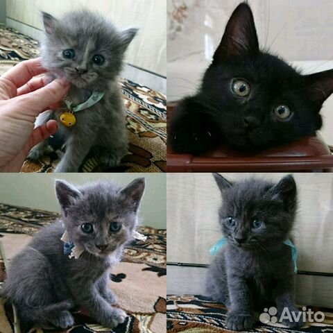 Малыши-карандаши ищут мамулечек, 1,5 мес