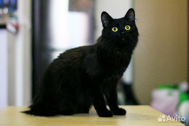 Нежная и трогательная красавица Лейла, 1-2 года