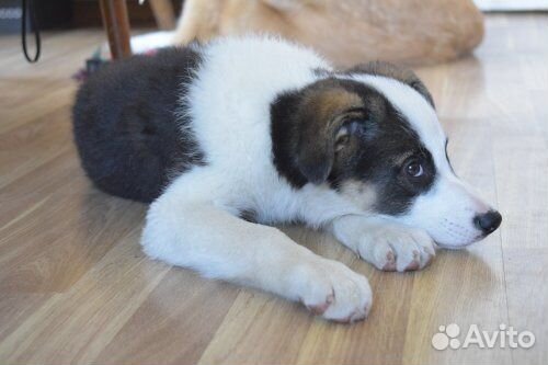 Бэлла, 2,5 мес., в дар в добрые руки