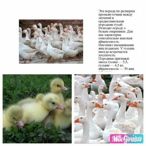 Гусята утята