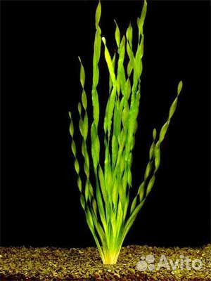 Валиснерия спиральная