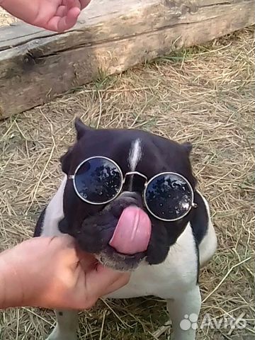 Вязка. Мальчик ждет девочку