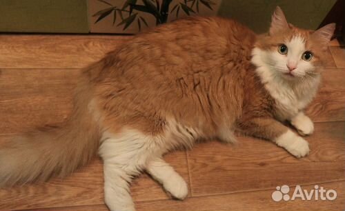 Диванная кошечка Бусинка