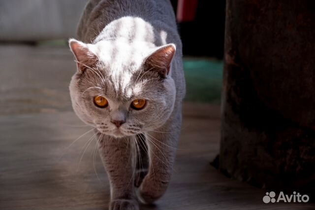 Вязка с котом