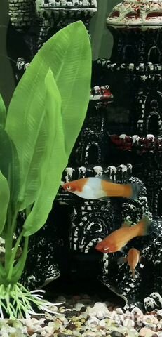 Аквариумная рыбка-меченосец