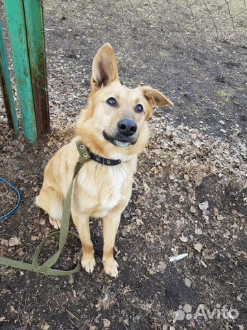 Молодая собака-девочка Соня. В дар