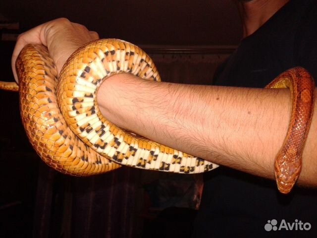 Маисовый полоз