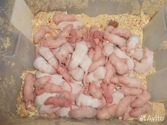 Кормовые мыши