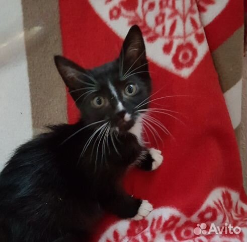 Бусинка, котенок 2 мес, отдается в добрые руки