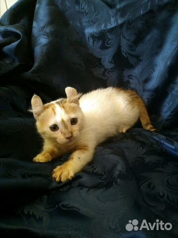 Коротколапая девочка