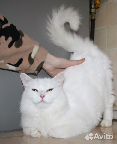 Кошка Снежа