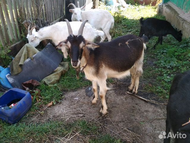 Коза на Кур или кроликов
