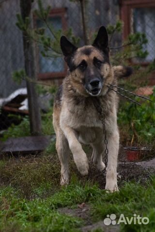 Метис овчарки в добрые руки