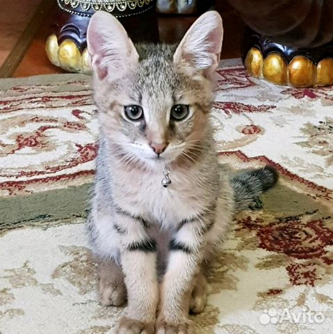 Большая кошка чаузи ф1