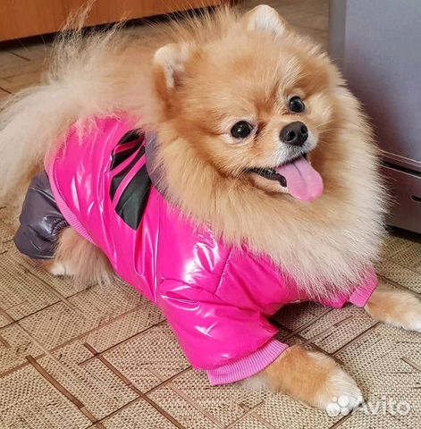 Мини Шпиц ищет невесту