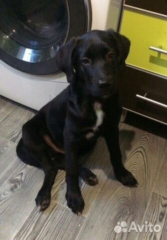 Метис лабрадора и добермана