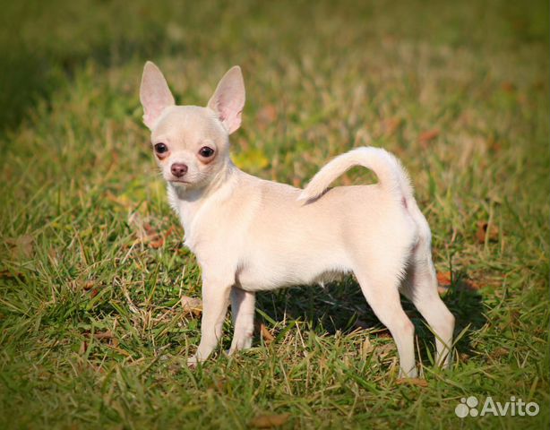 Чишка девчушка