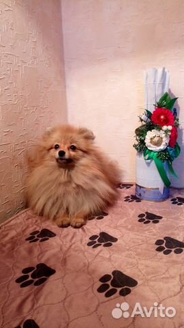 Шпиц карликовый померанский 11 мес