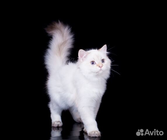 Британский котенок (кот)