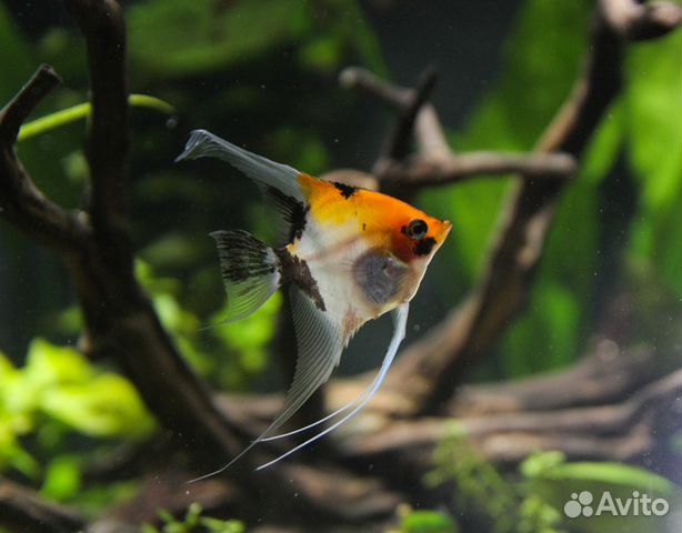 Скалярия кои, самец