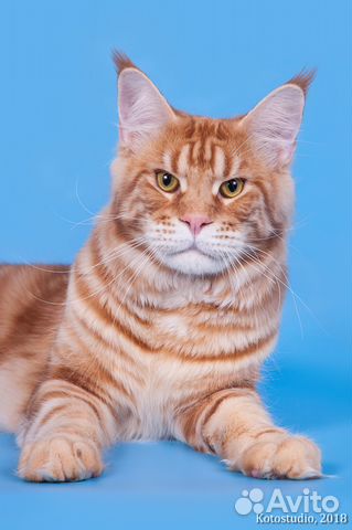 Котик приглашает девочек на свидания