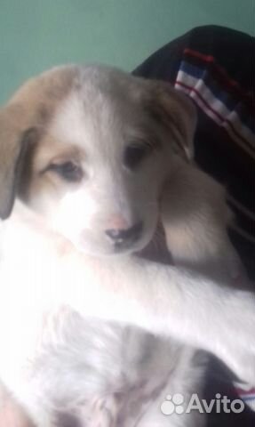 Щенок для охраны