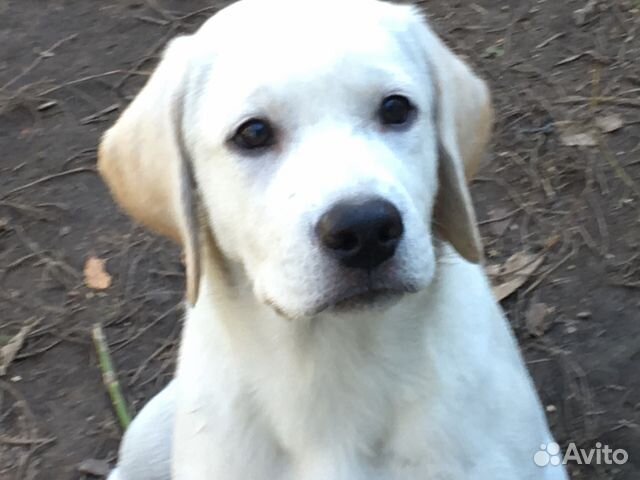 Лабрадор беленькие щенки