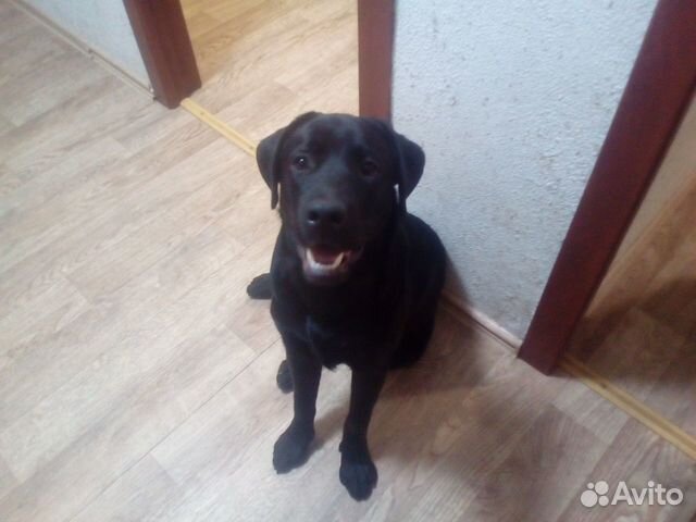 Щенок Лабрадор