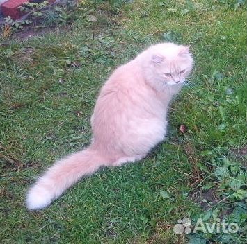 Кот Яша ищет частный дом
