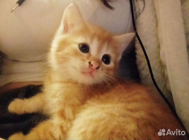 Милый рыжий котенок ищет дом