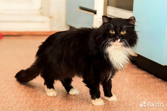 Замечательный кот-красавец Мишаня в дар