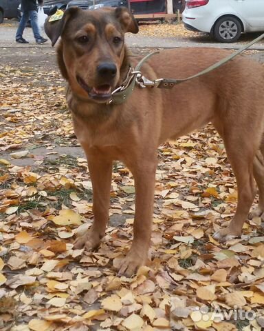 Забавная Лаки в поисках дома