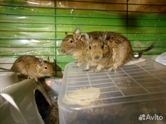 Чилийские белочки (Дегу)