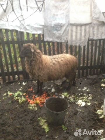 Продам овечку
