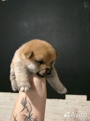 Сиба щенки