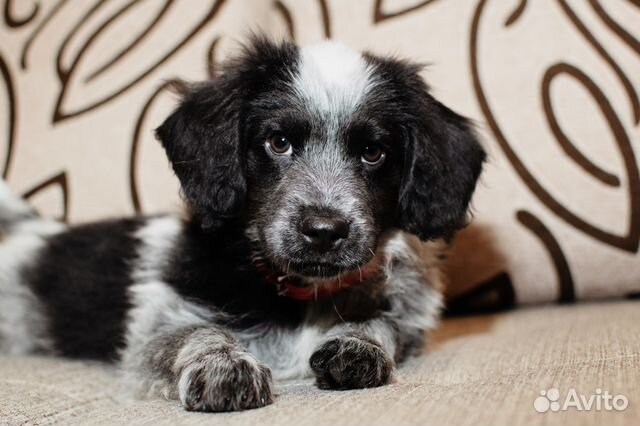 Очаровательная девочка Эмми ищет свой дом