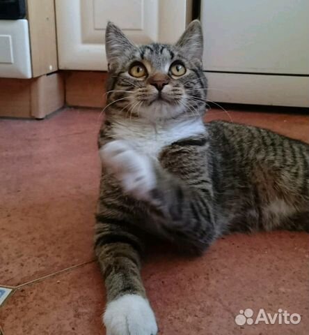 Котик Ёжик с трагичной судьбой ищет дом