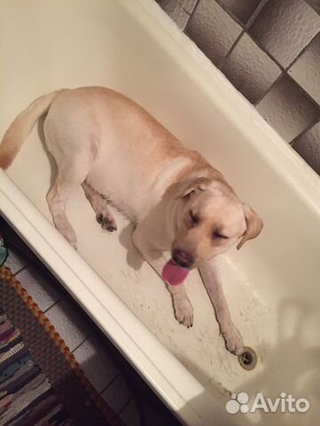 Молодой кобель Лабрадор ищет невесту вязка