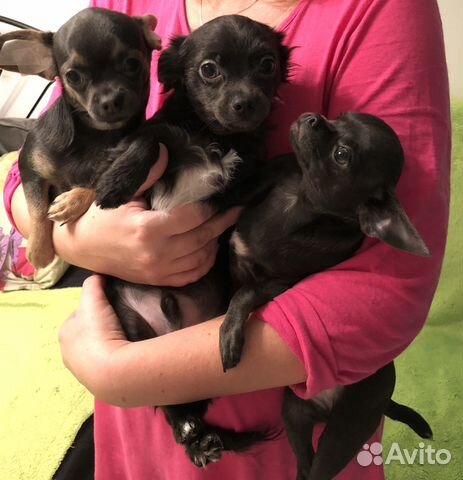 Щенки чихуахуа