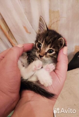 Милота козявочная:)
