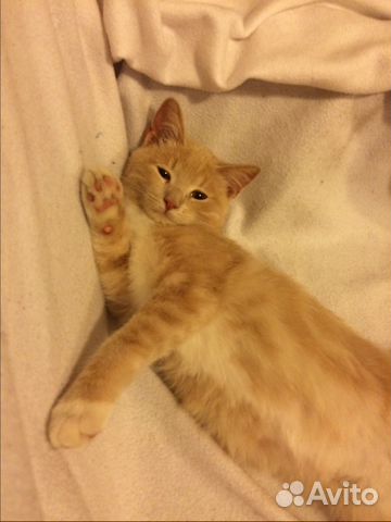 Ручной рыжий котёнок
