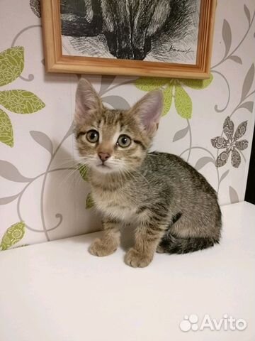 Кошечка малекая