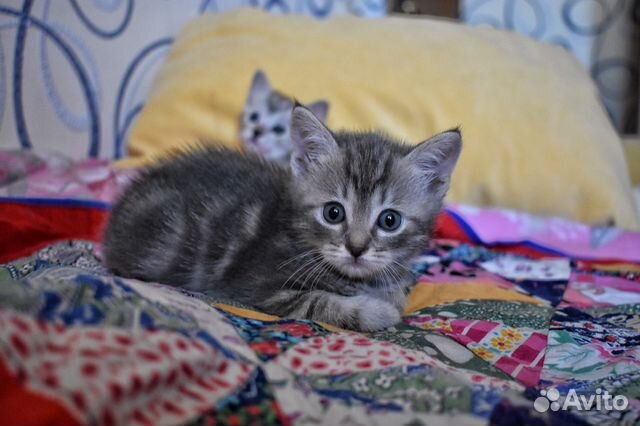 Шотландские котята на продажу