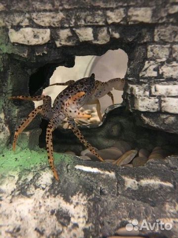 Пресноводный краб